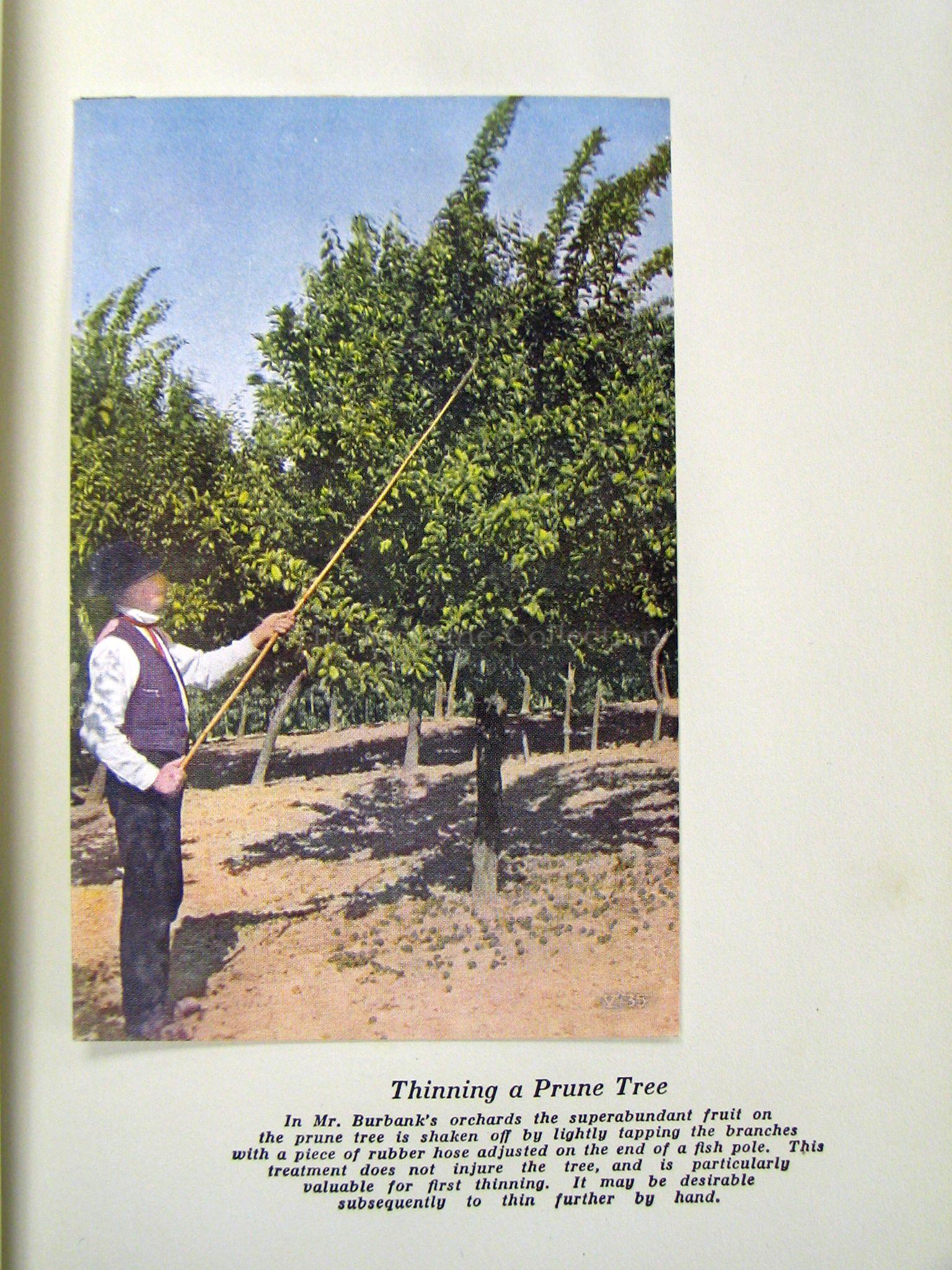 Luther Burbank. His Methods and Discoveries. Vol. V. • The McCune ...